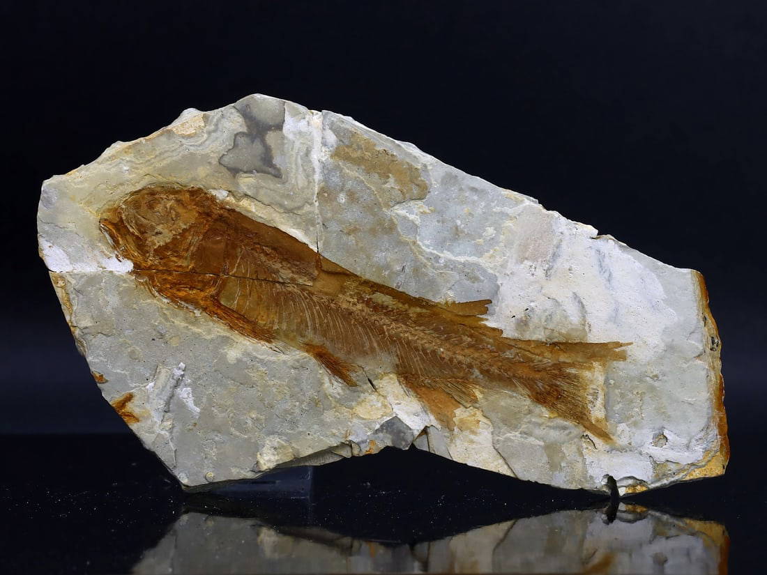 Genuine Lycoptera Fossil Fish Plate Collectible Jurassic Cretaceous ...