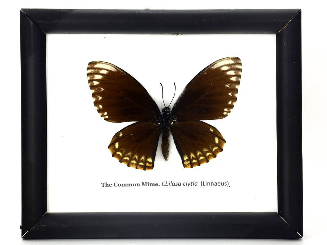 Preserved Taxidermy Of The Common Mime Butterfly Insect Bug Specimen ...