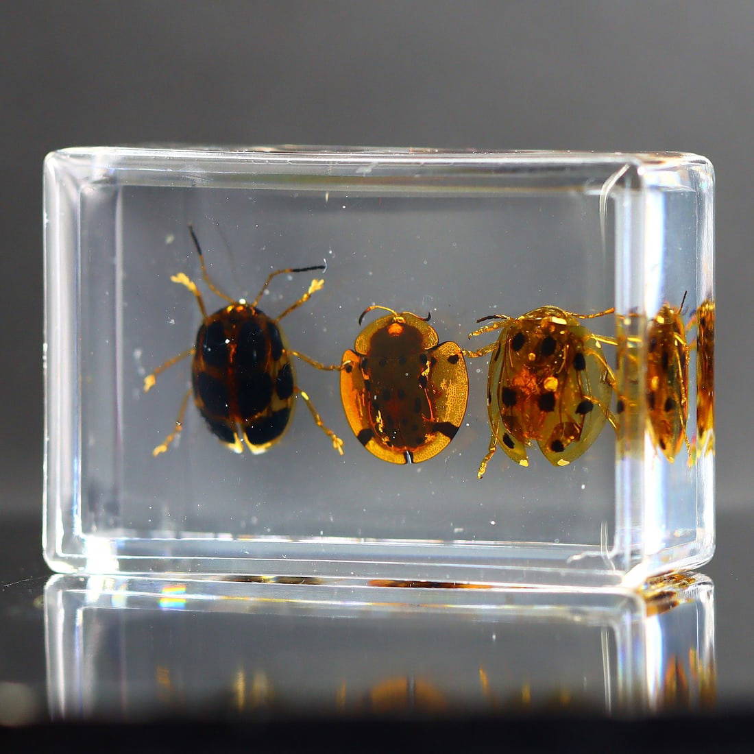 Beetle Bug Insect Specimen In Resin Block Art Glass Paperweight ...