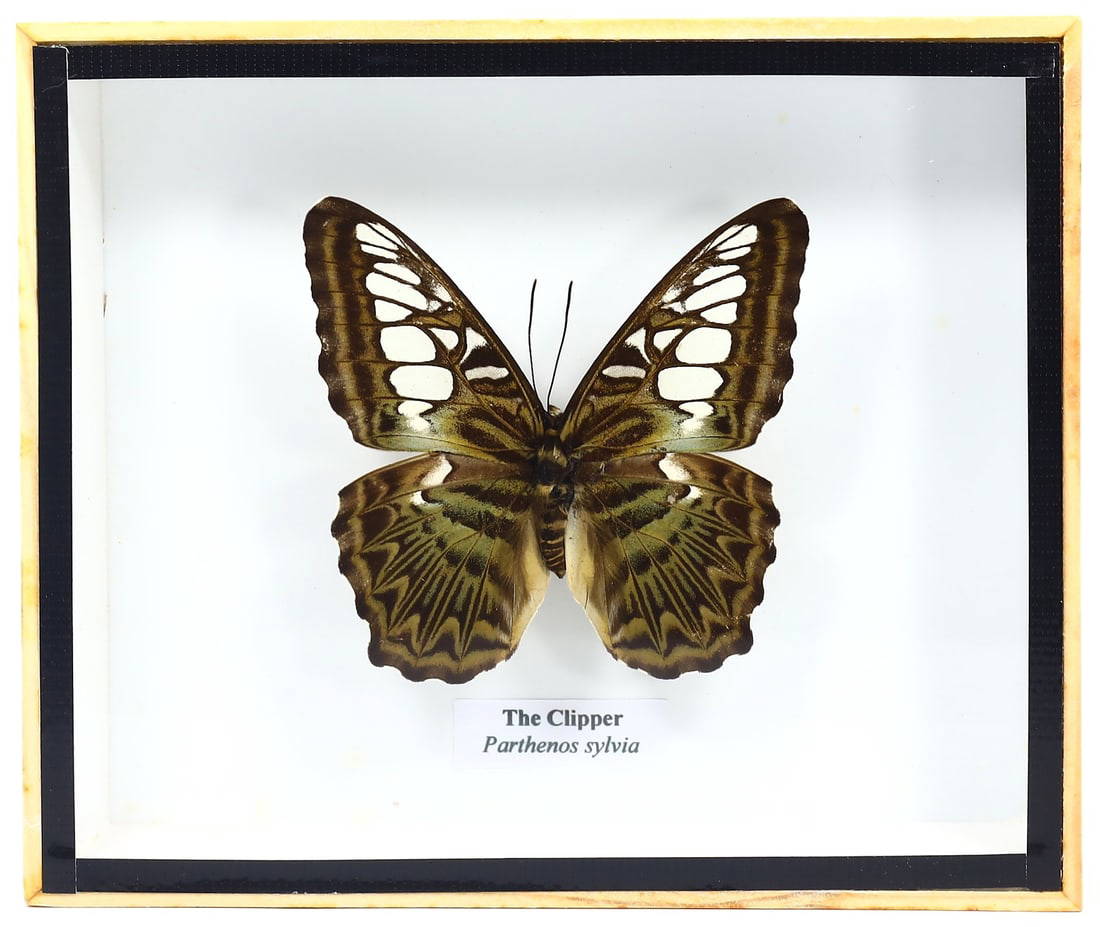 Preserved Taxidermy Of The Clipper Moth Butterfly Insect Bug Frame ...