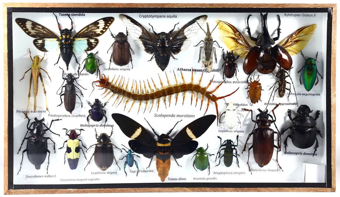 Preserved Taxidermy Of Mixed Centipede Moth Beetle Bug Insect Frame ...
