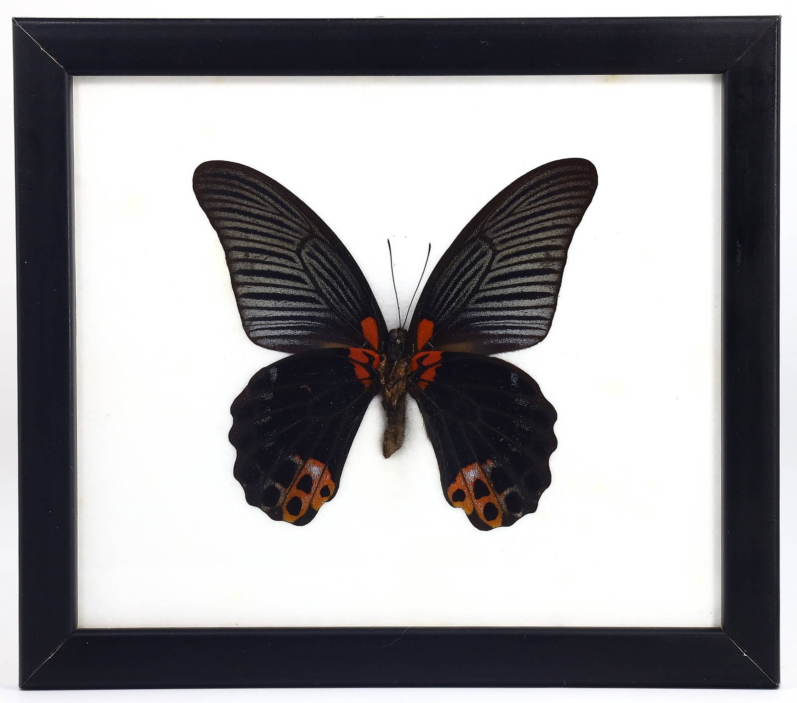 Preserved Taxidermy Of Great Mormon Butterfly Insect Bug Frame Specimen ...