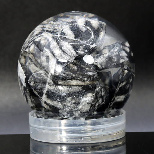 285grams Collection Of Black Coral Fossil Stone Specimen