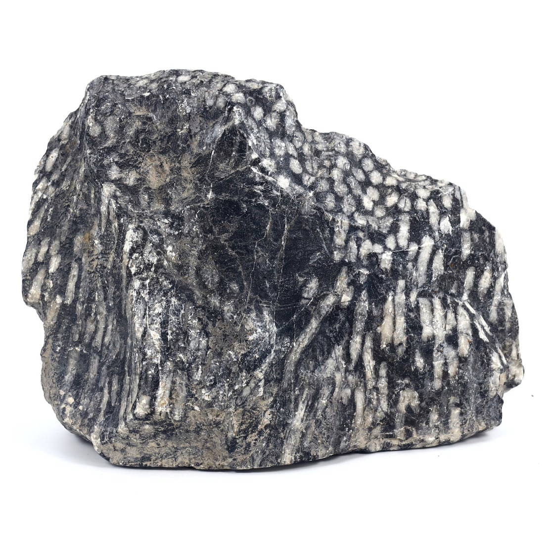 1217grams Collection Of Black Coral Fossil Stone Specimen Auction