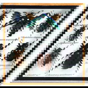 Frame Of Mixed Exotic Insect Bug Beetle Specimens Taxidermy Collection
