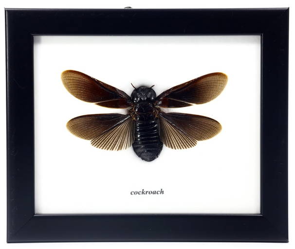 Preserved Taxidermy Of Cockroach