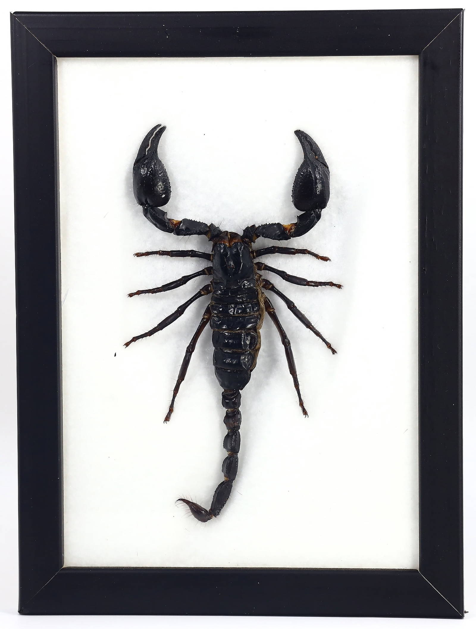 Preserved Taxidermy Of Giant Scorpion Insect Bug Frame Specimen Auction