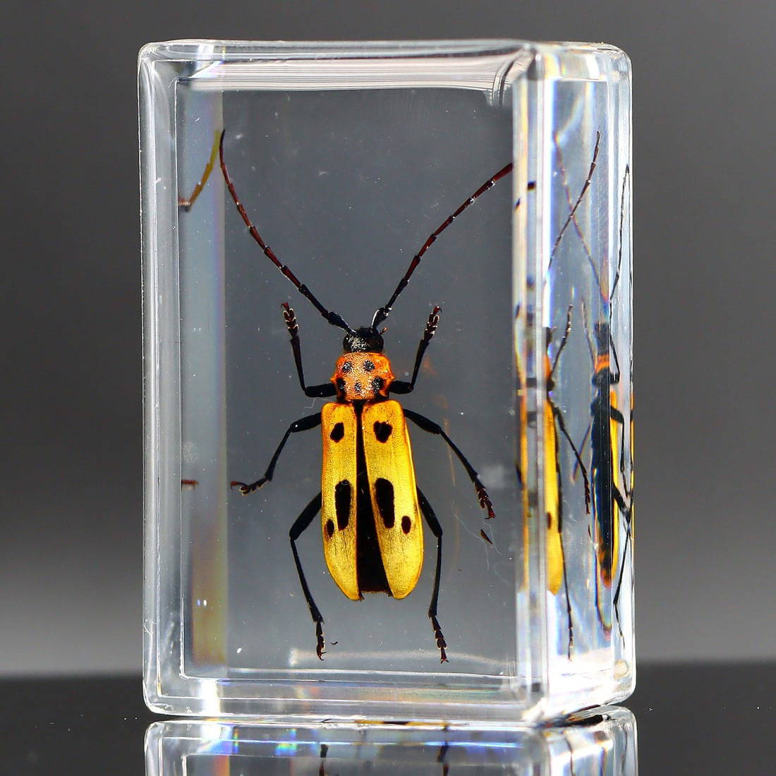 Beetle Bug Insect Specimen In Resin Block Art Glass Paperweight ...