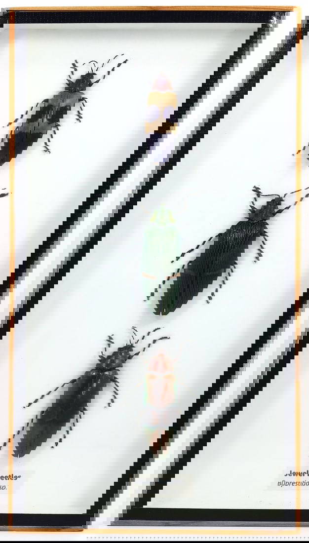 Preserved Taxidermy Of Jewel Beetle Insect Bug Frame Specimen Auction