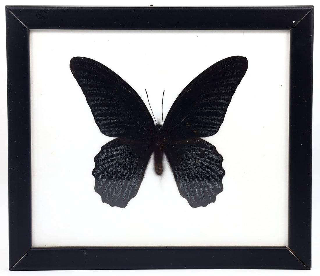 Preserved Taxidermy Of Great Mormon Butterfly Insect Bug Frame Specimen ...