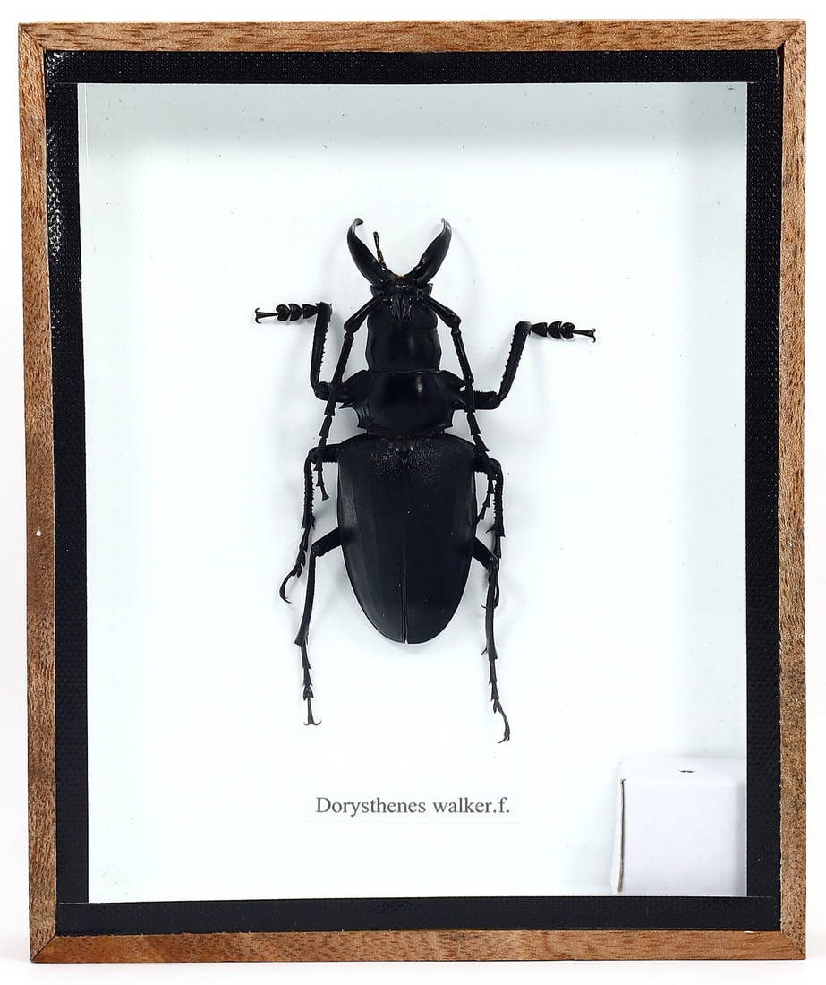Preserved Taxidermy Of Dorysthenes Walker Female Beetle Insect Bug ...