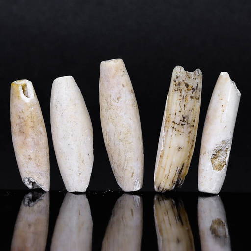 Ancient Neolithic Period Shell Bead, Early Western Asia (4000 Bc 3500 Bc)