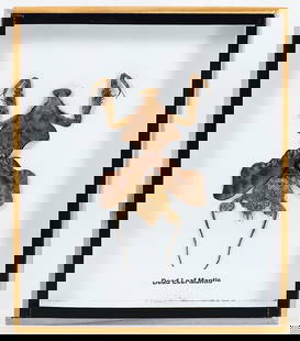 Preserved Taxidermy Of Dead Leaf Mantis Beetle Insect Bug Specimen ...