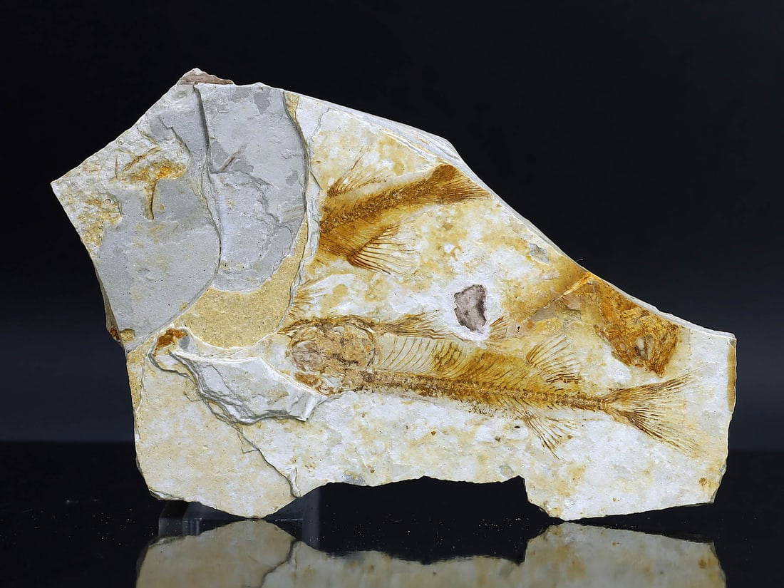 Genuine Lycoptera Fossil Fish Plate Collectible Jurassic Cretaceous ...