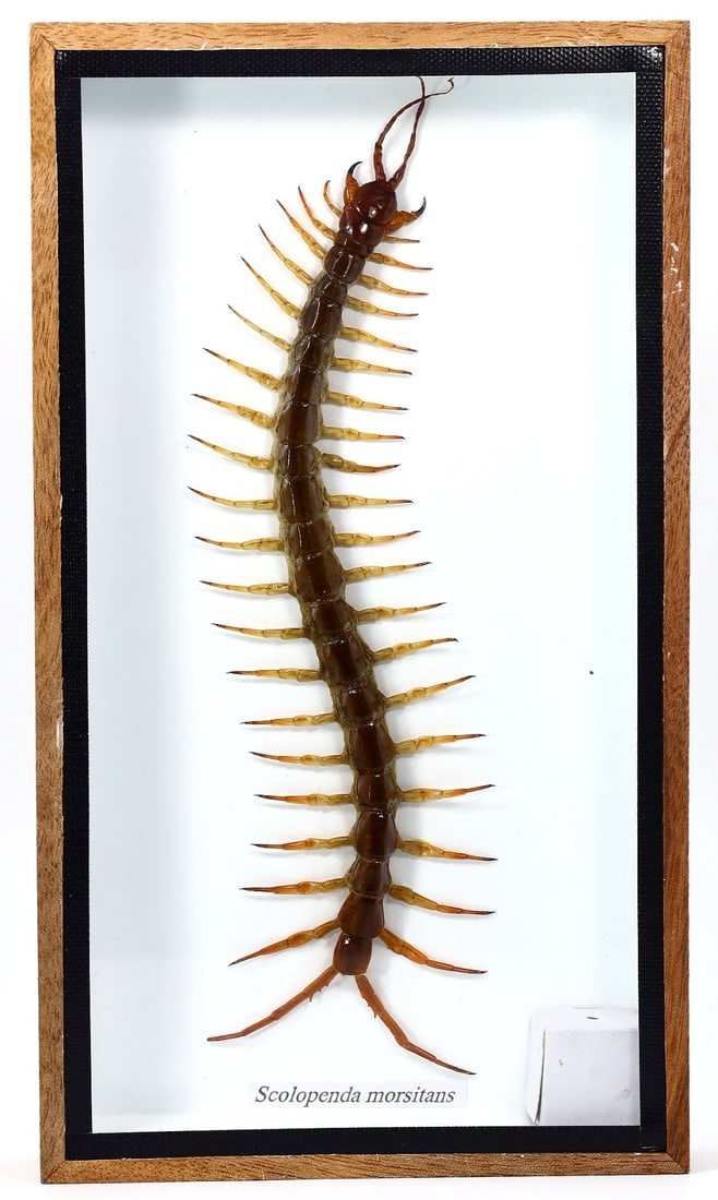 Preserved Taxidermy Of Scolopenda Morsitans Centipede Insect Bug ...