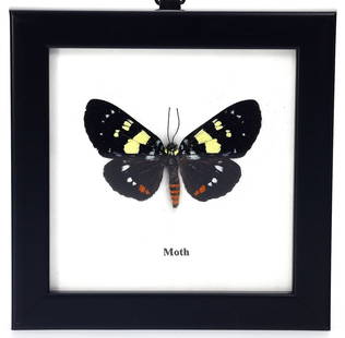 Preserved Taxidermy Of Mixed Centipede Moth Beetle Bug Insect Frame ...