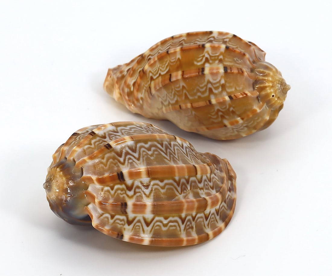 Buy Collection Of Two Rare Large Sea Harpidae Shell Harpa Articularis ...