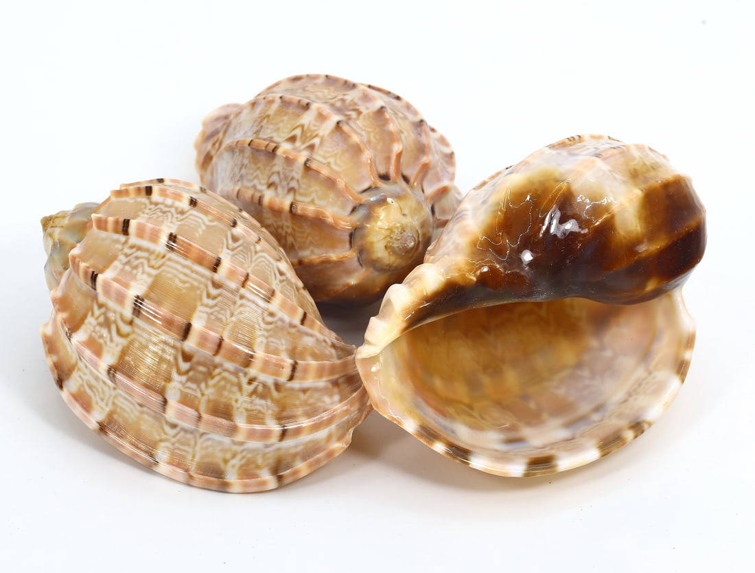 Natural Pearl Rocks, Minerals & Fossils for Sale at Auction