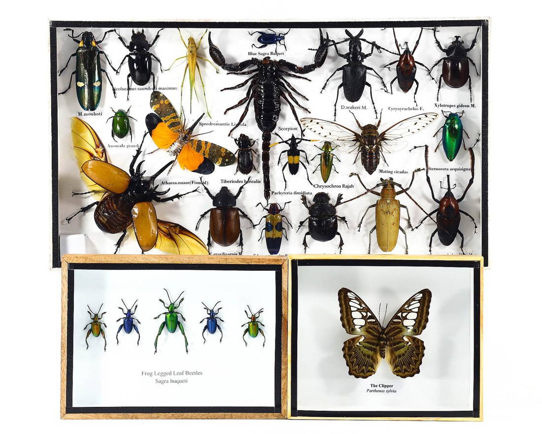 Group Of 3 Assorted Framed Insect Specimens - Exquisite Collection,with ...