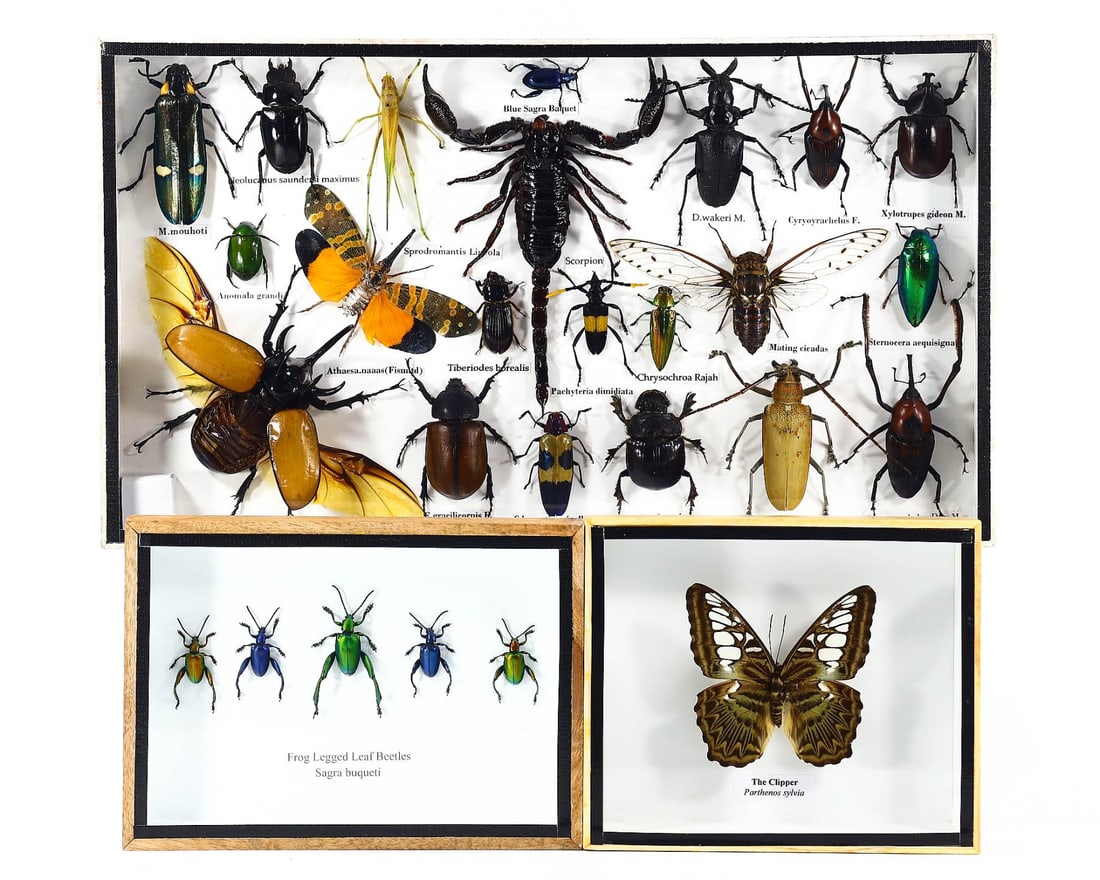 Group Of 3 Assorted Framed Insect Specimens - Exquisite Collection,with ...