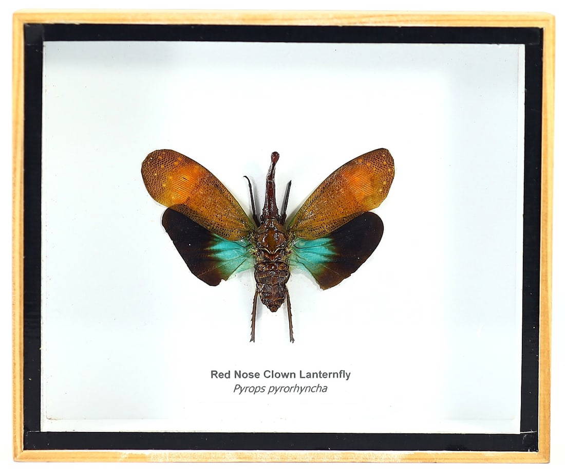 Thai Artisan's Pyrops Pyrorhyncha Taxidermy, 21st Century Auction