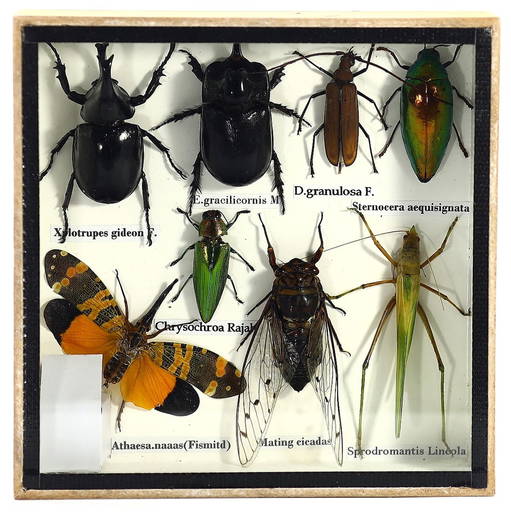 Thai Artist's Insect Taxidermy, 21st Century