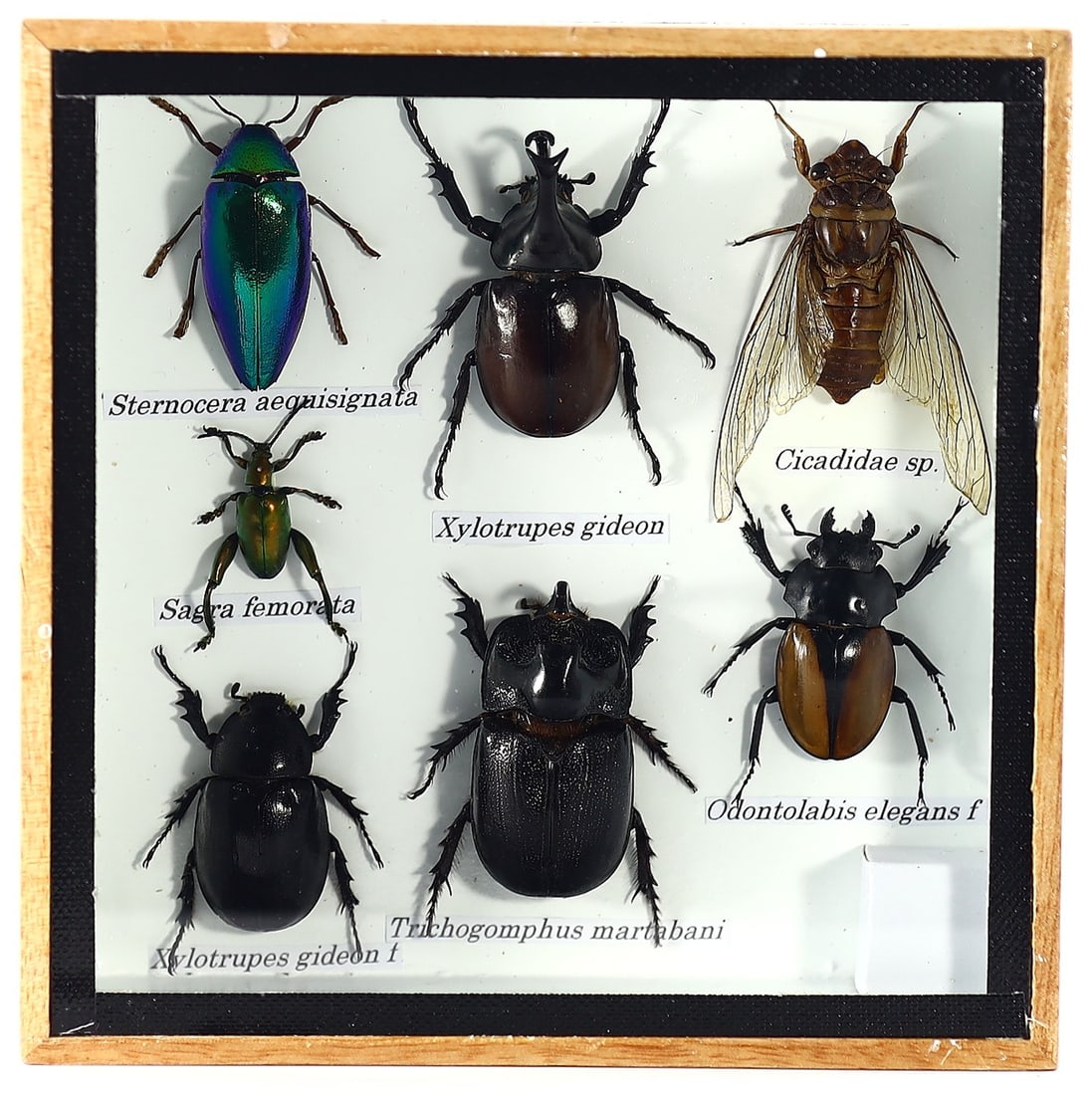 Thai Insect Taxidermy Collection, 21st Century