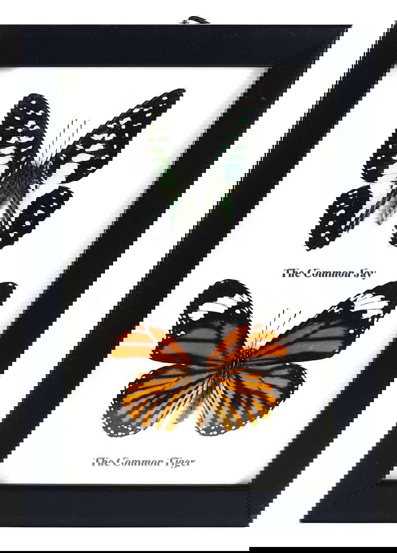 Dual Butterfly Specimens - Common Jay & Tiger, 21st Century Auction