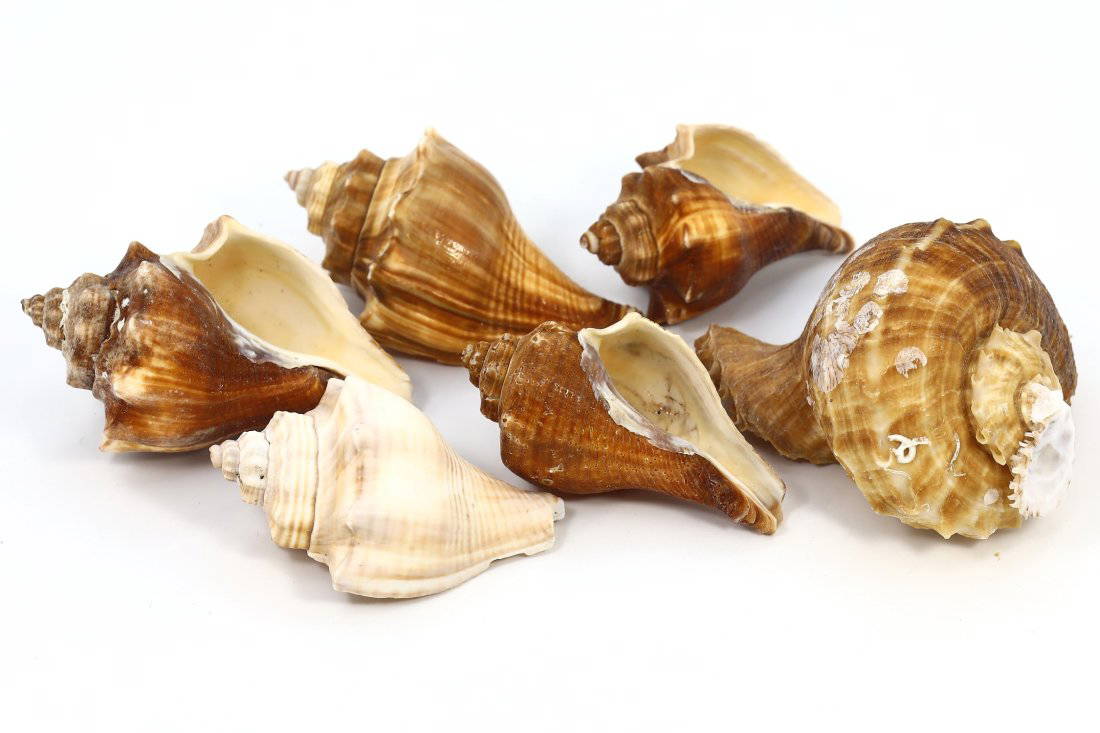 Collection Of Cymatium Nicobarium Shell Nicobar Hairy Triton Shell Auction