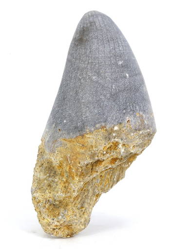 Rugose Coral Fossil Specimen, Paleozoic Era, Dimensions: 7.5 X 4 Cm