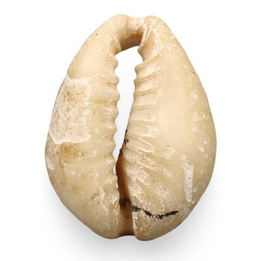 Ancient Egyptian Cowrie Shell Bead, New Kingdom, C. 1550 1069 Bce