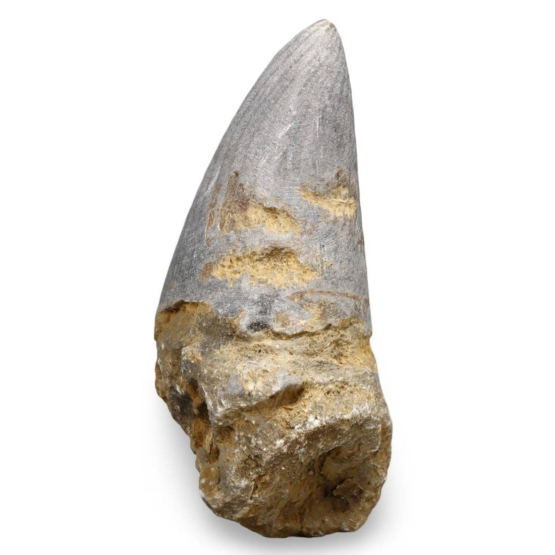 Rugose Coral Fossil Specimen, Paleozoic Era Auction