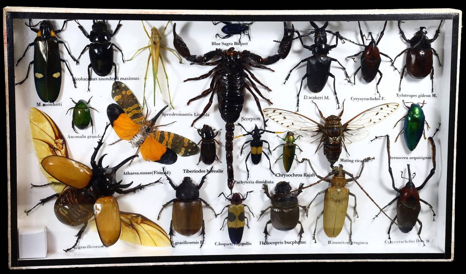Entomological Display: Collection Of Exotic Insects And Arthropods ...