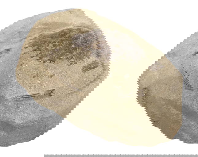 Fossil: Cretaceous Fossilized Crab Exceptional Specimen, 5.5x9.5cm, 270g