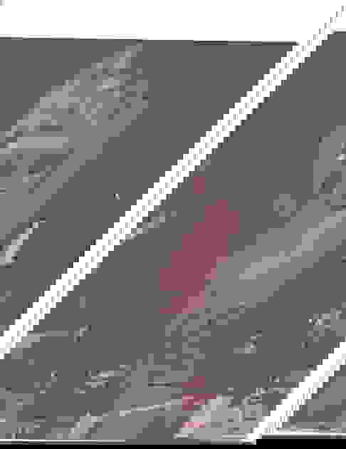 Mamie Van Doren - 8 X 10 Signed Photograph W/coa Auction