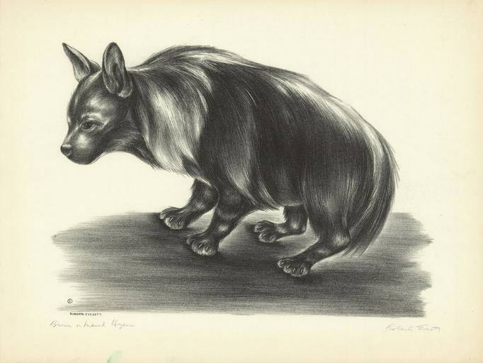 Roberta Everett, Brown Or Maned Hyena