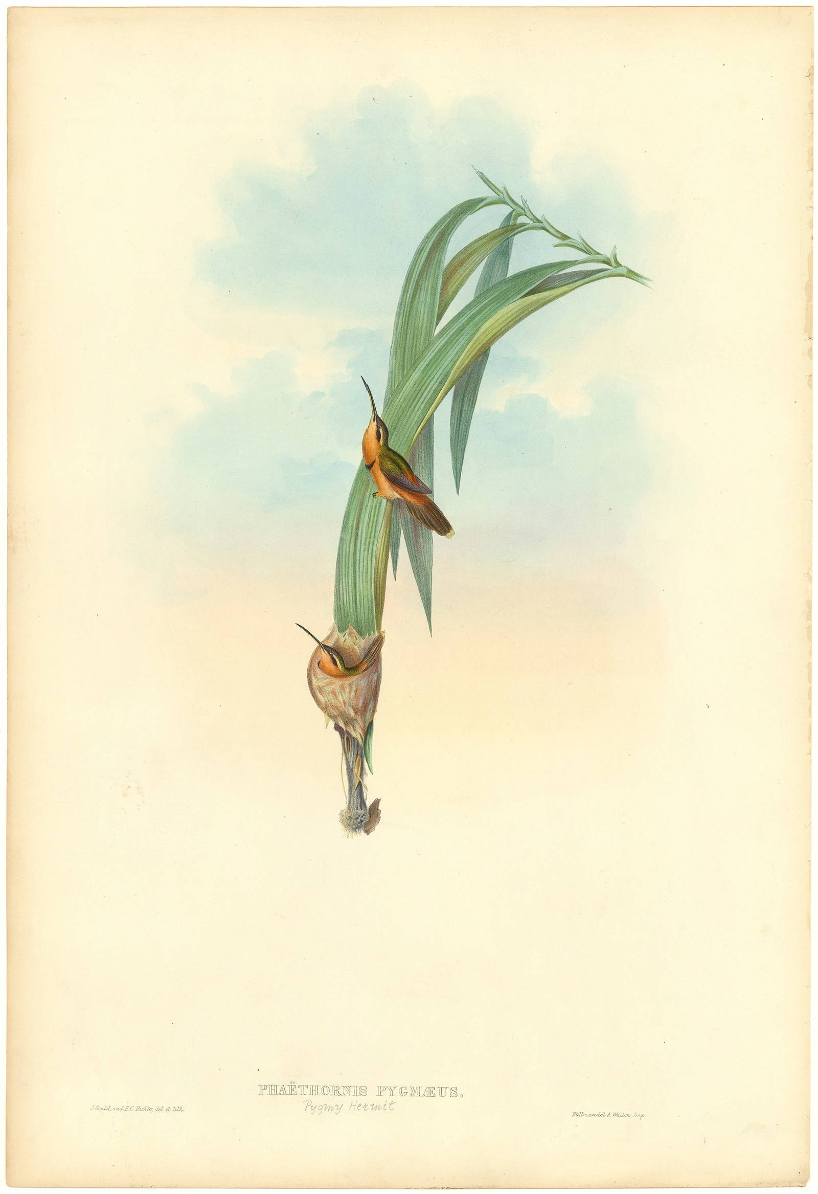 John Gould, Phaethornis Pygmaeus. Pygmy Hermit. (hummingbird ...