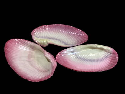 Three R.pholas Eastatus Nautilas Shell Plates