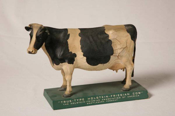 Cow Display. "true Type Holstein Friesian Cow" By