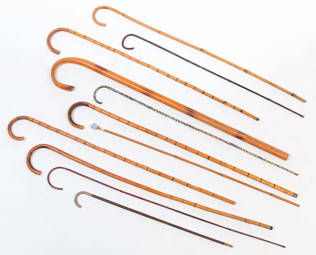 Eleven American Walking Sticks.