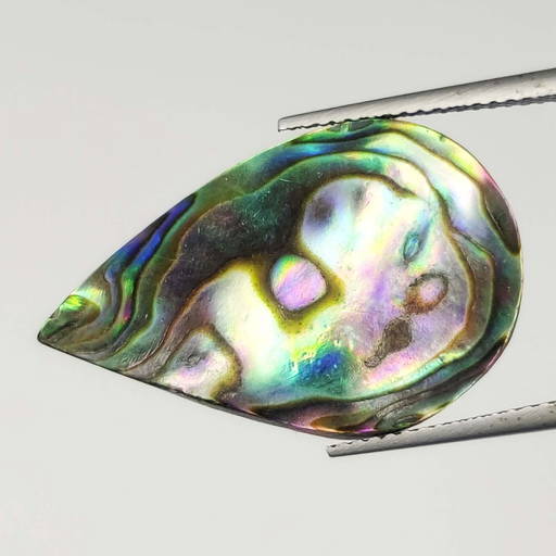 17 Ct Natural Australian Abalone Shell