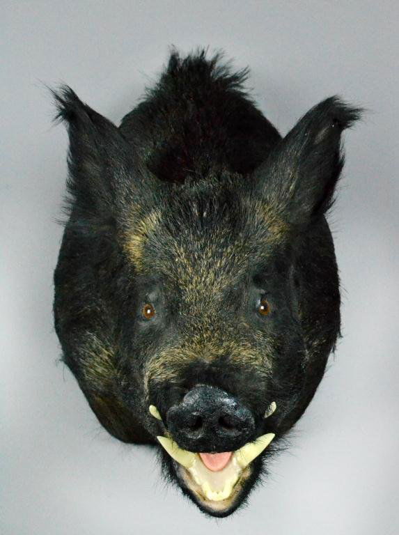 Wild Boar Head Taxidermy Mount - Feb 23, 2013 | Midwest Auction ...