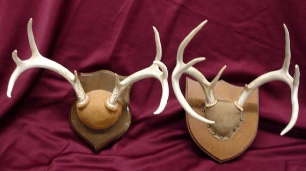 2 Mounted Deer Antler Racks