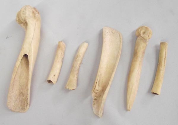 Prehistoric Animal Bone Tools - May 25, 2012 | Desert West Auction in NM
