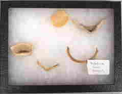 Prehistoric Hohokam Shell Bracelets - May 21, 2014 | Artemis Gallery in CO