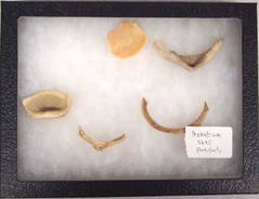 Prehistoric Hohokam Shell Bracelets - May 21, 2014 | Artemis Gallery in CO