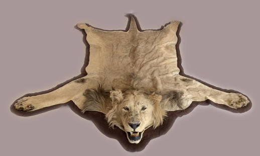 Vintage Male African Lion Skin Taxidermy Rug W Head