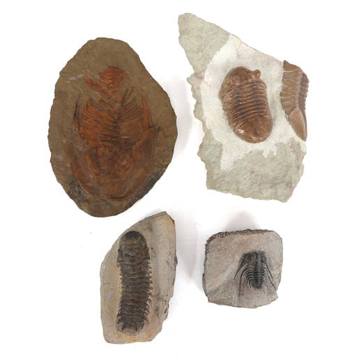 Arthropod Fossil Models