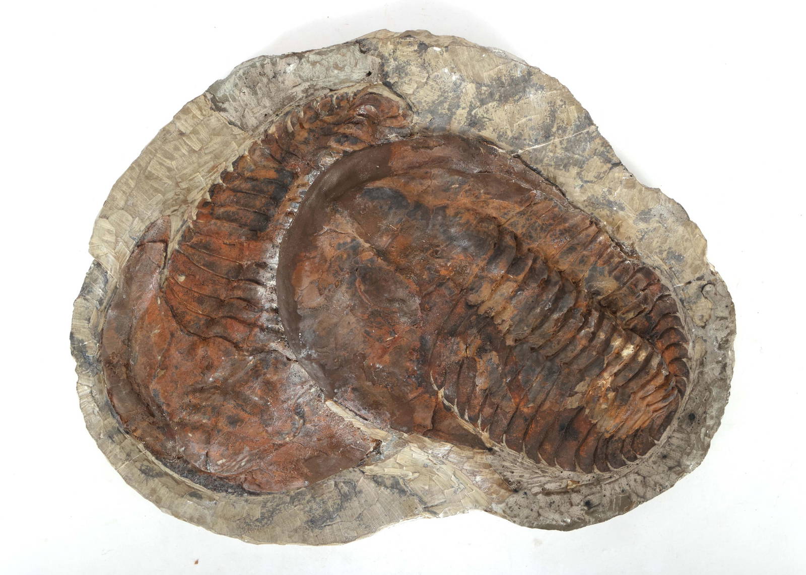 Arthropod Fossil Specimen Auction
