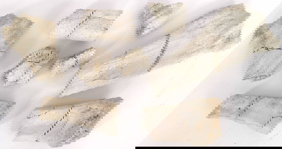 Brontotherium Fossil Specimens